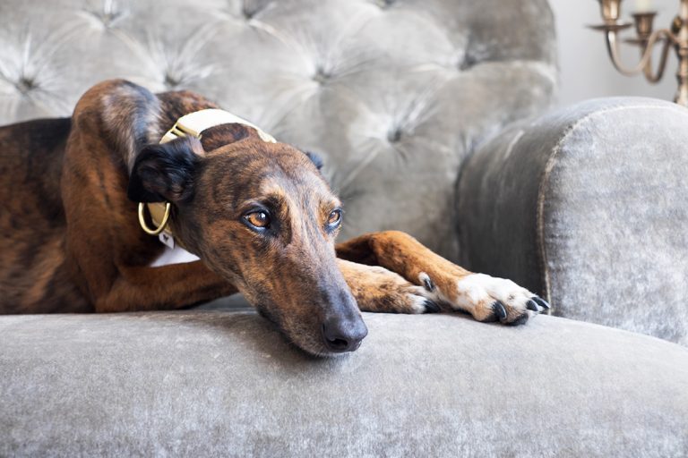 WHIPPET COLLAR | SANDY GOLD
